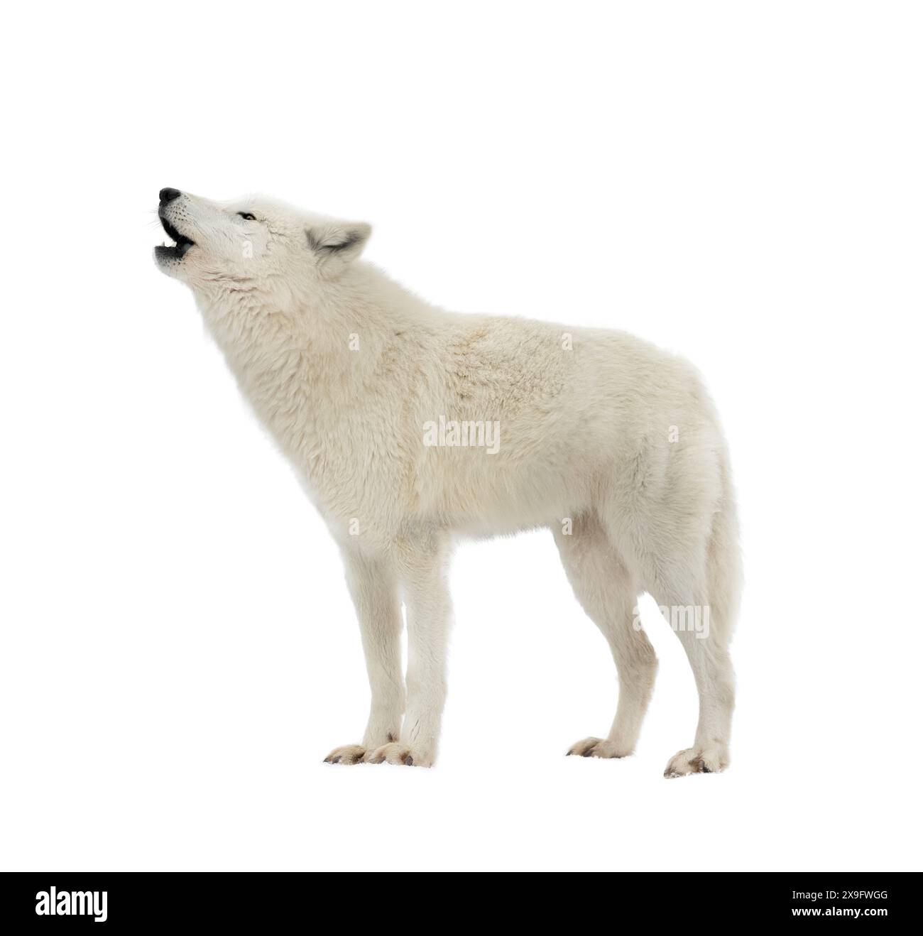 white arctic wolf howling isolated on white background Stock Photo - Alamy