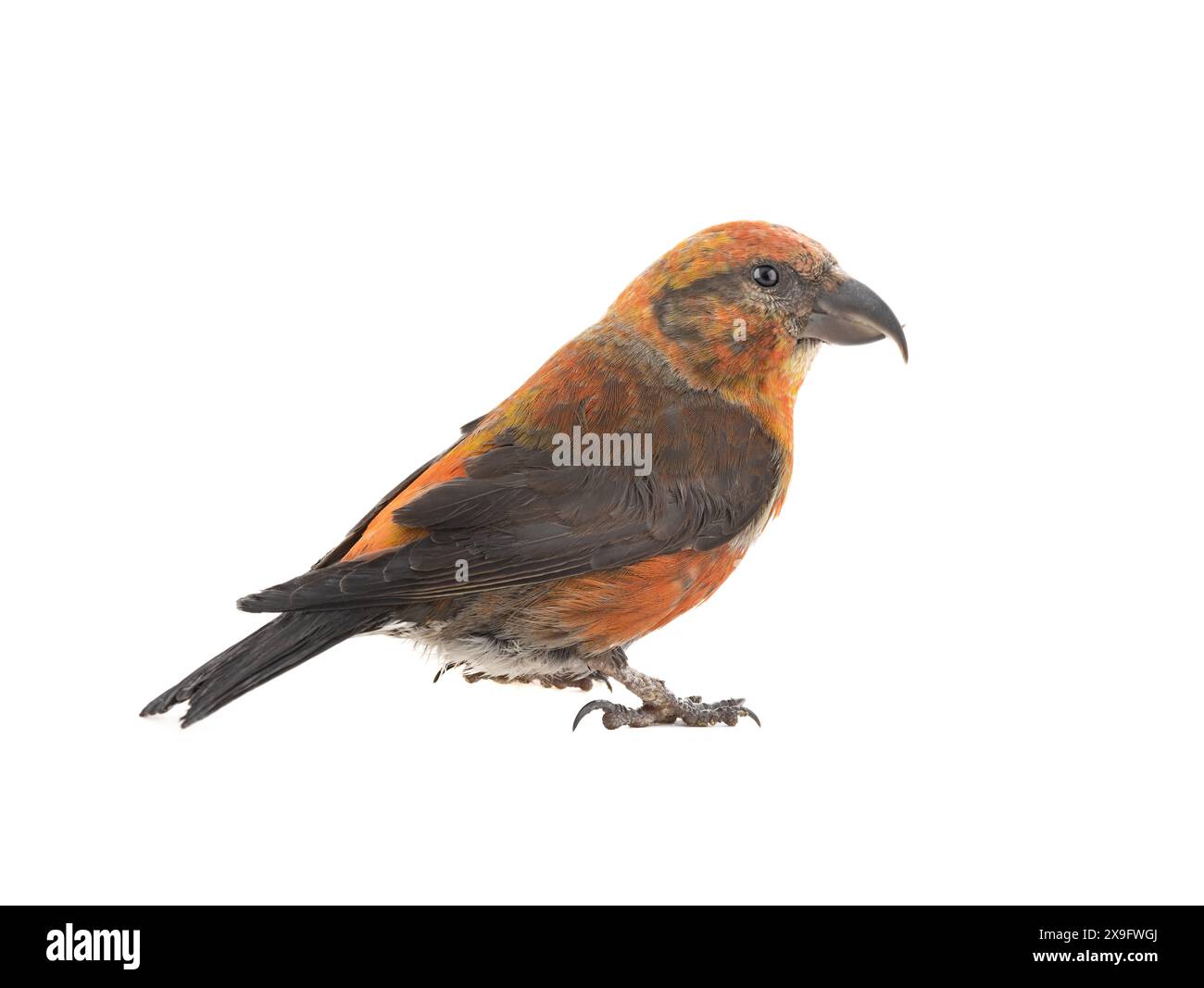 male red crossbill isolated on white background, studio shot Stock ...