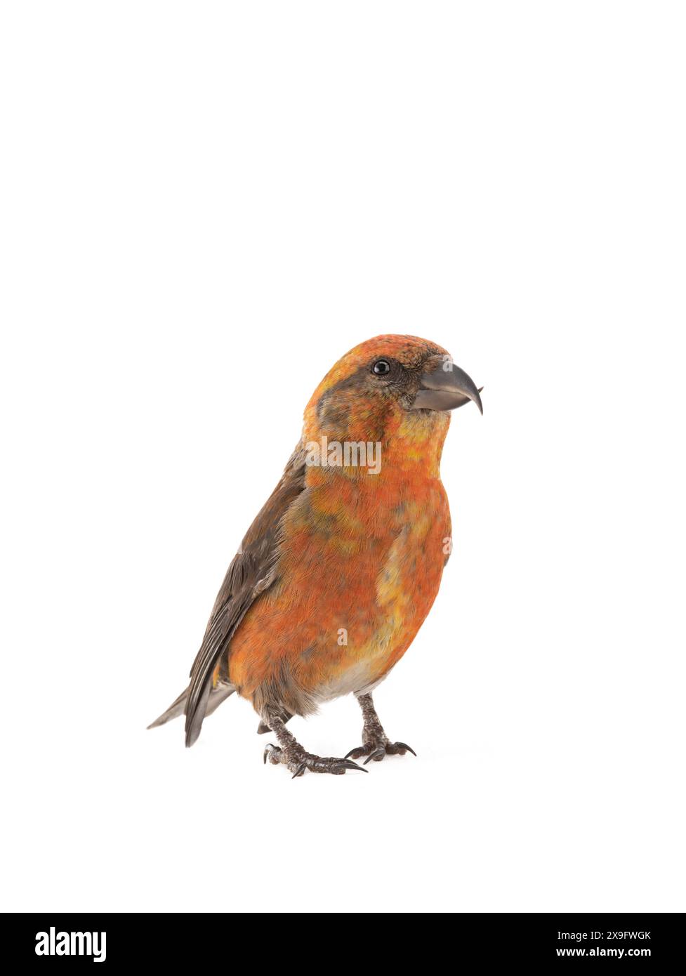 male red crossbill isolated on white background, studio shot Stock ...