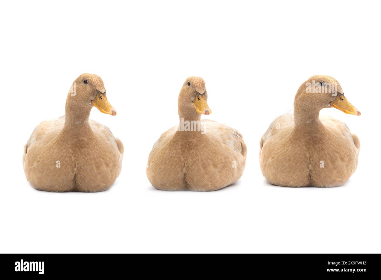 three ducks sitting isolated on white background Stock Photo - Alamy