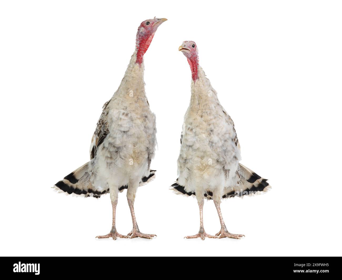 two gray turkeys isolated on white background Stock Photo - Alamy