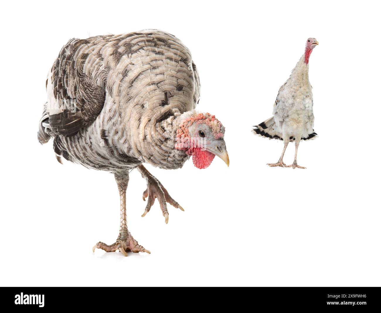 two gray turkeys isolated on white background Stock Photo - Alamy