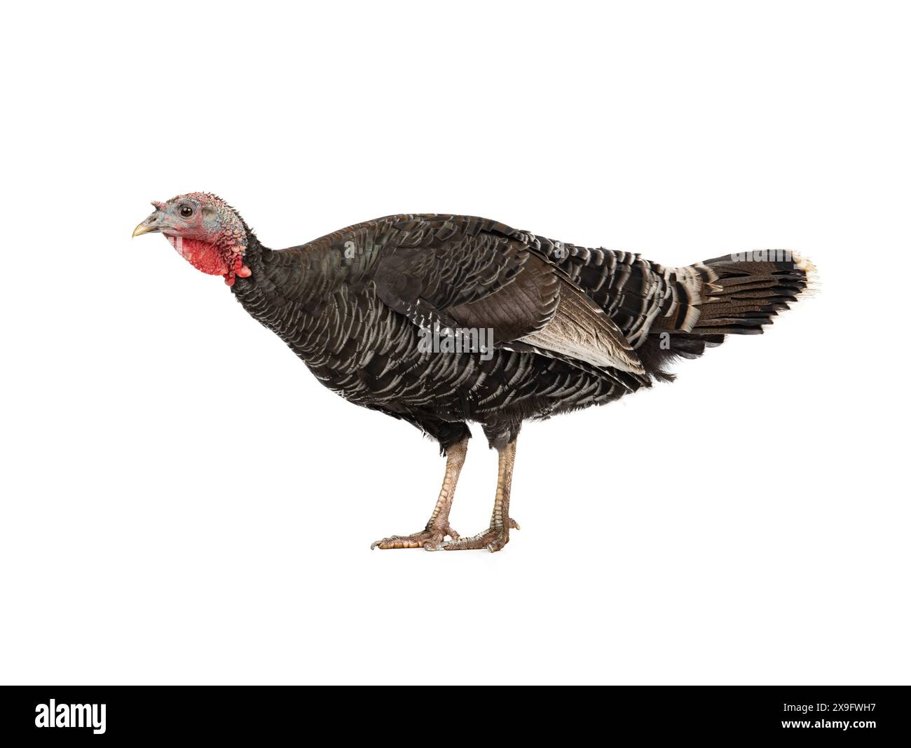 black turkey in profile isolated on white background Stock Photo - Alamy