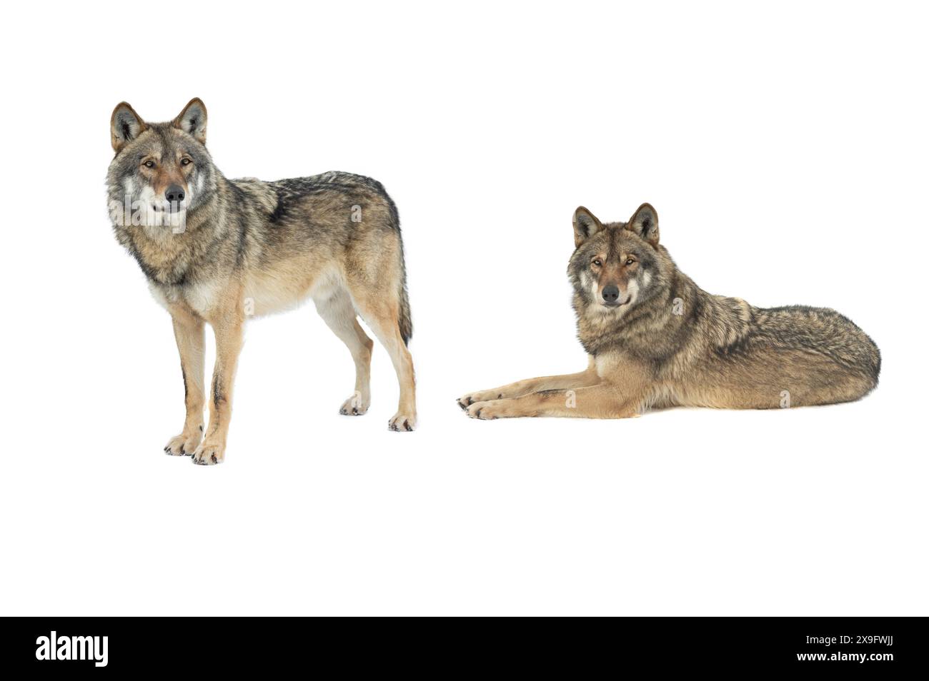 two gray wolves isolated on white background Stock Photo - Alamy