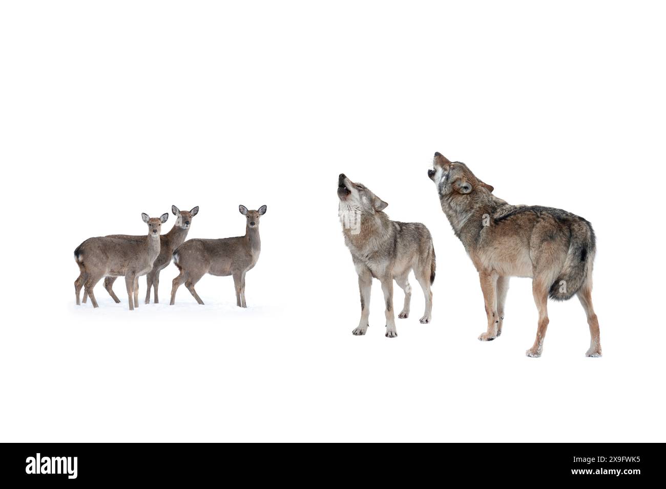 scared deer with fear looks at howling wolves isolated on white ...
