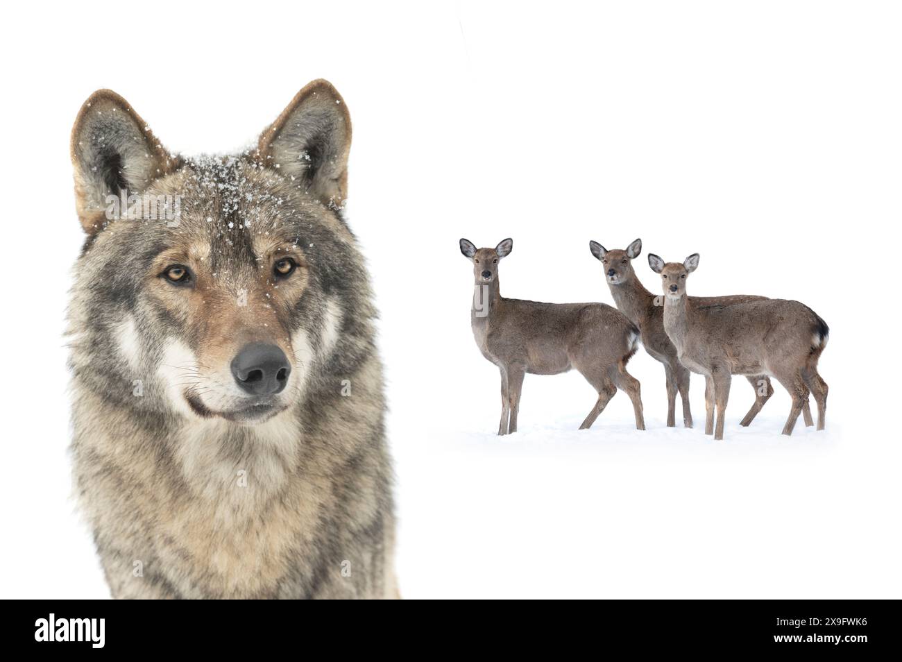 scared deer look at the wolf isolated on white background Stock Photo ...