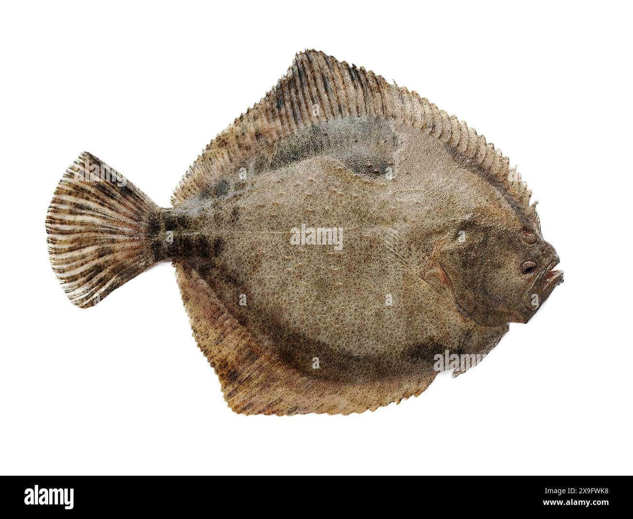 live flounder isolated on white background Stock Photo - Alamy
