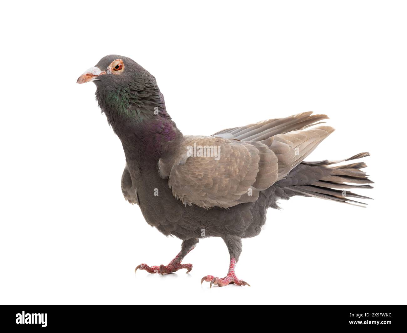 Feather dragon background Cut Out Stock Images & Pictures - Alamy