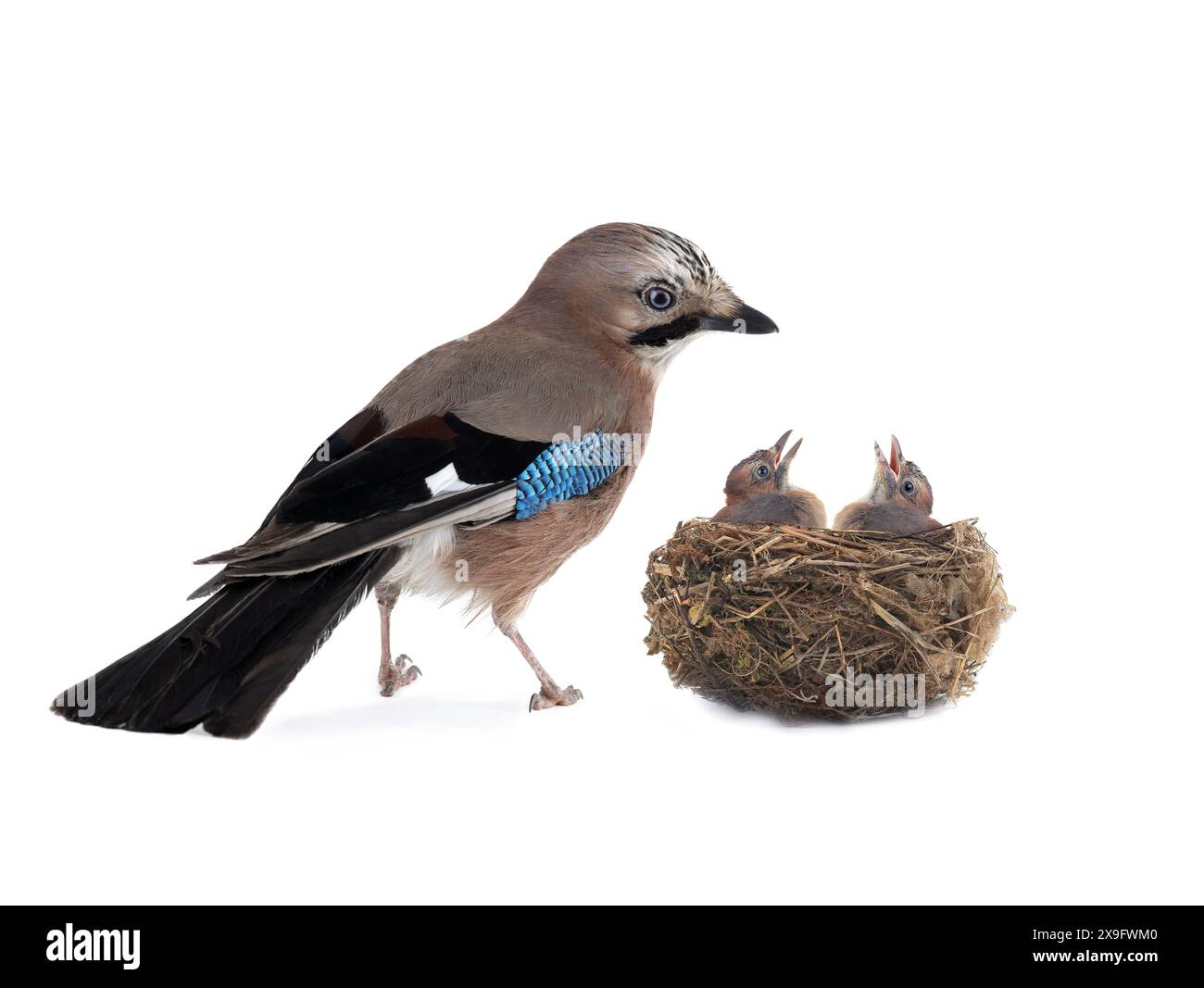 jay near its nest on a white background Stock Photo - Alamy