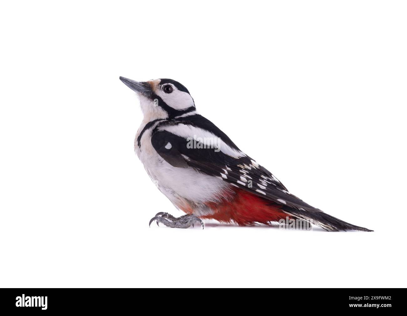 woodpecker ( Great Spotted) isolated on white background Stock Photo ...