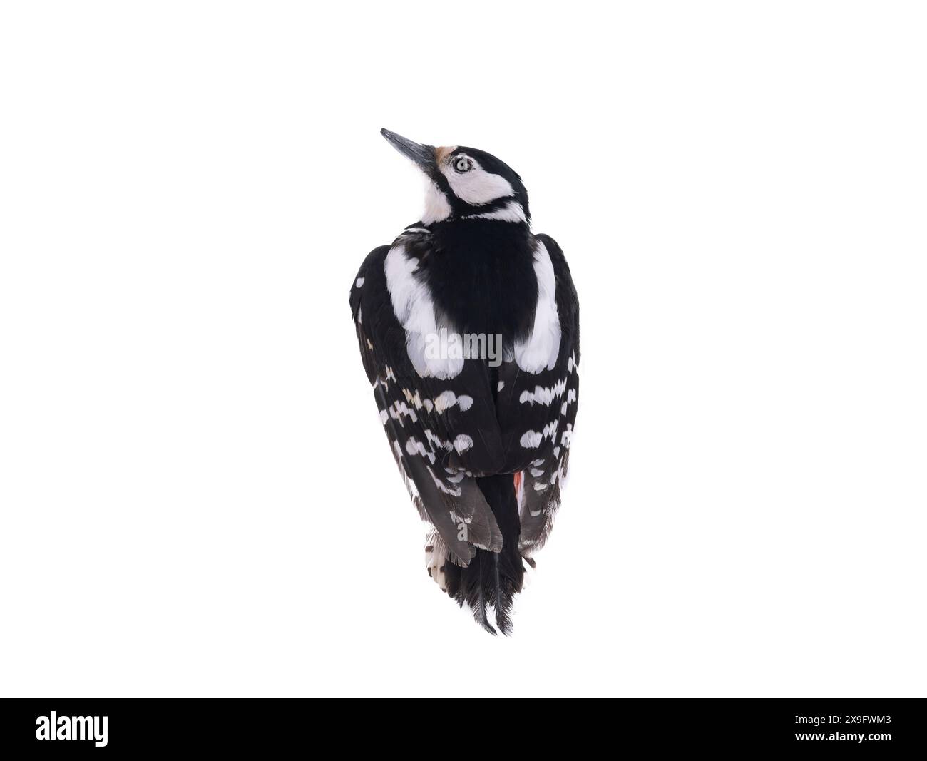 woodpecker ( Great Spotted) isolated on white background Stock Photo ...