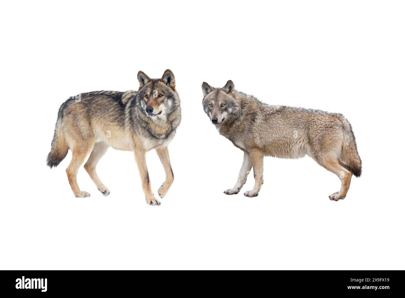 Grey she wolf hi-res stock photography and images - Alamy