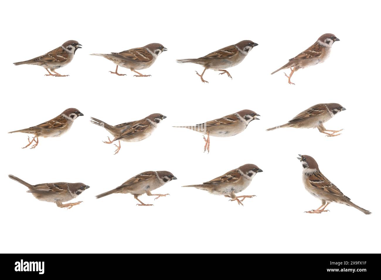 Sparrow jumping hi-res stock photography and images - Alamy
