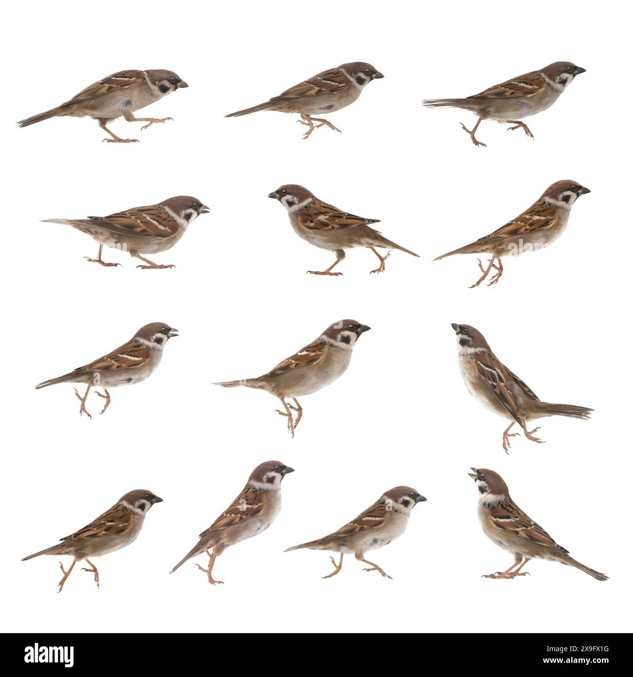 jumping sparrows isolated on white background Stock Photo - Alamy