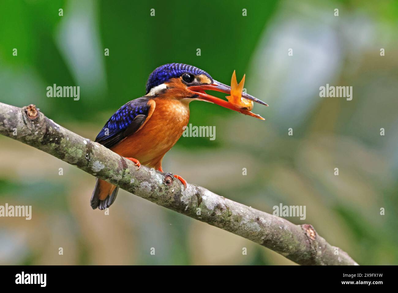 Blue-eared kingfisher (Alcedo meninting) perched on small branch Stock ...