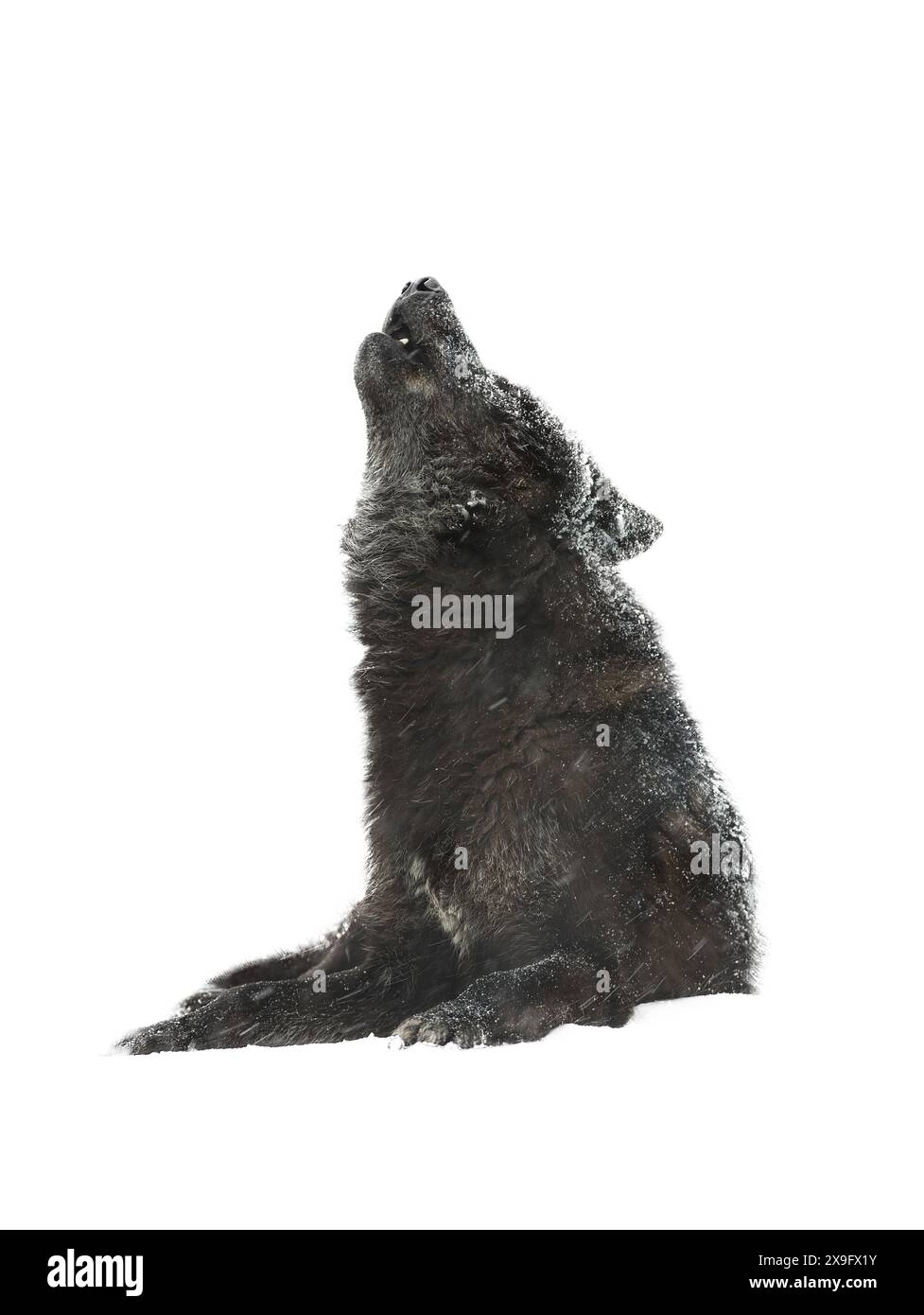 howling canadian wolf during snowfall isolated on white background ...