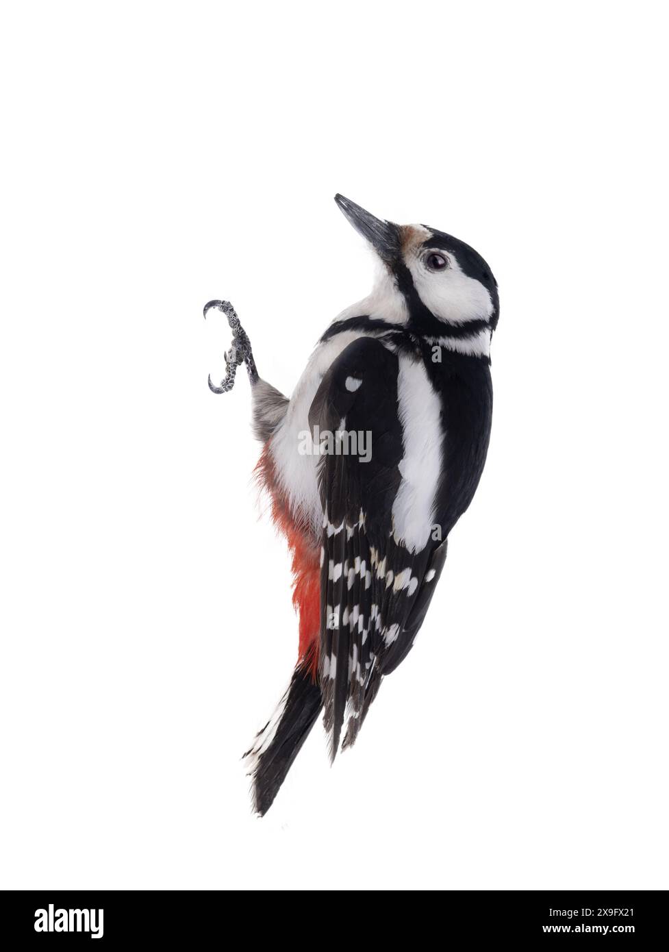 woodpecker ( Great Spotted) isolated on white background Stock Photo ...