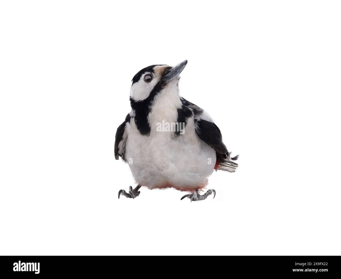 woodpecker ( Great Spotted) isolated on white background Stock Photo ...