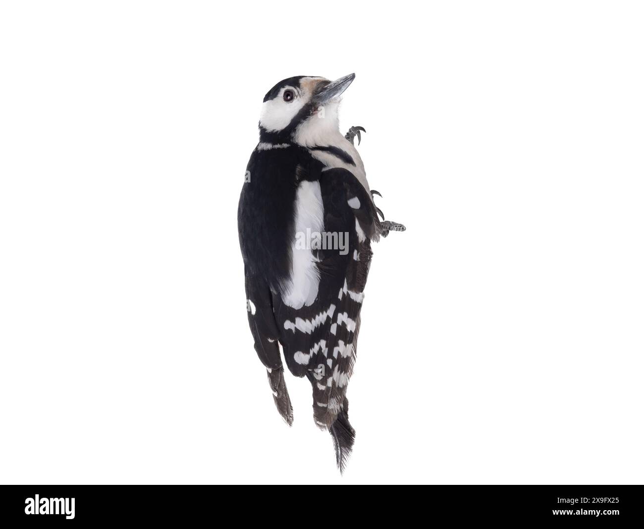 woodpecker ( Great Spotted) isolated on white background Stock Photo ...