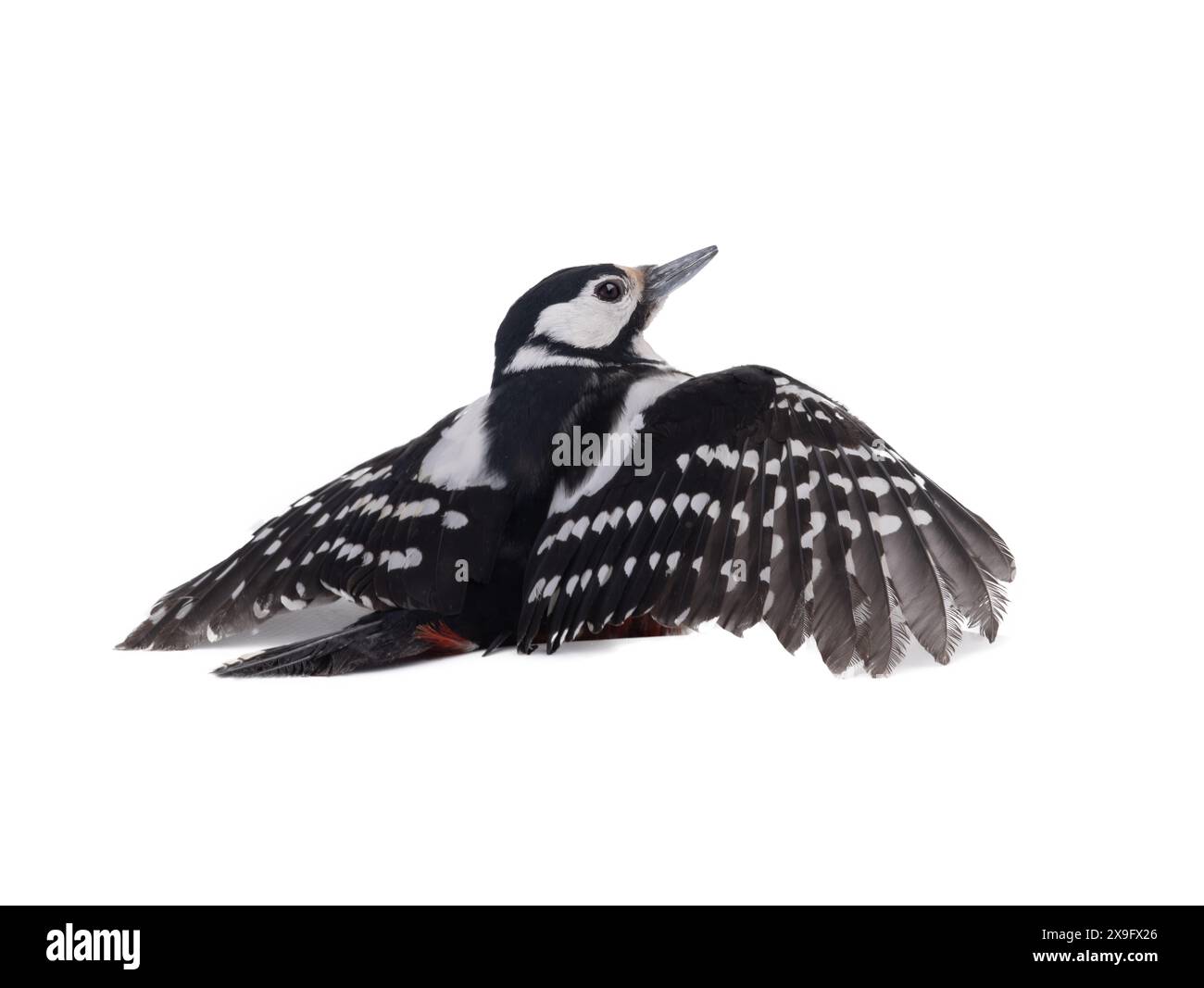 woodpecker ( Great Spotted) isolated on white background Stock Photo ...
