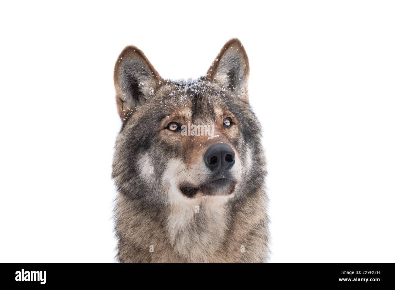 portrait of a gray wolf with snowflakes on the muzzle isolated on white ...