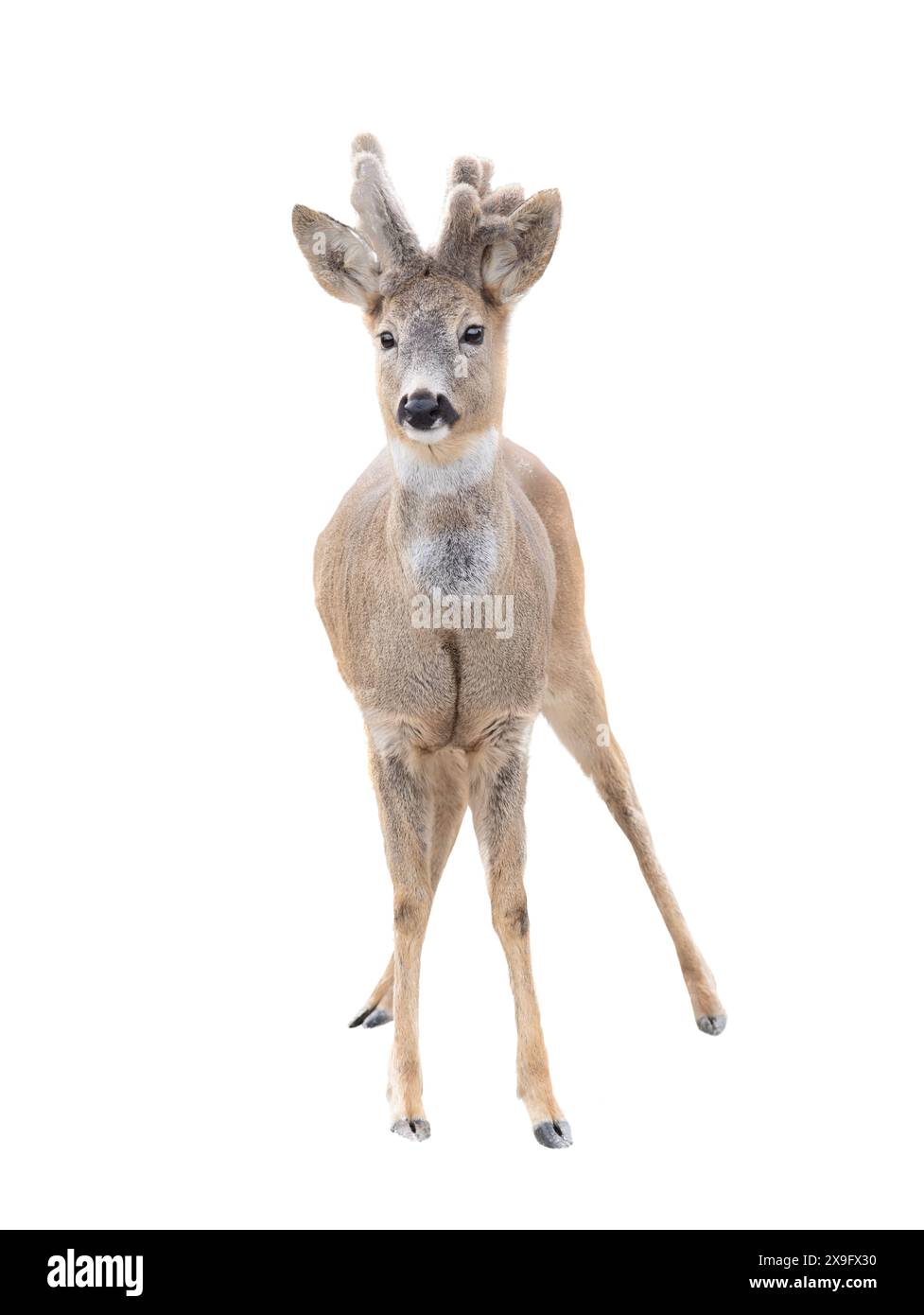 fallow deer isolated on white background Stock Photo - Alamy