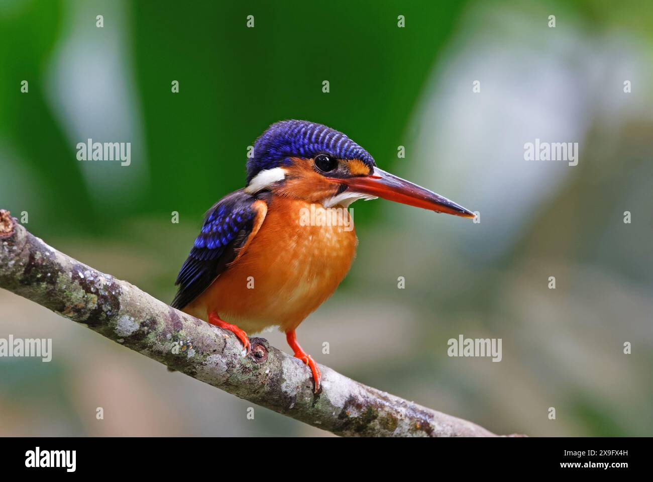 Blue-eared kingfisher (Alcedo meninting) perched on small branch Stock ...