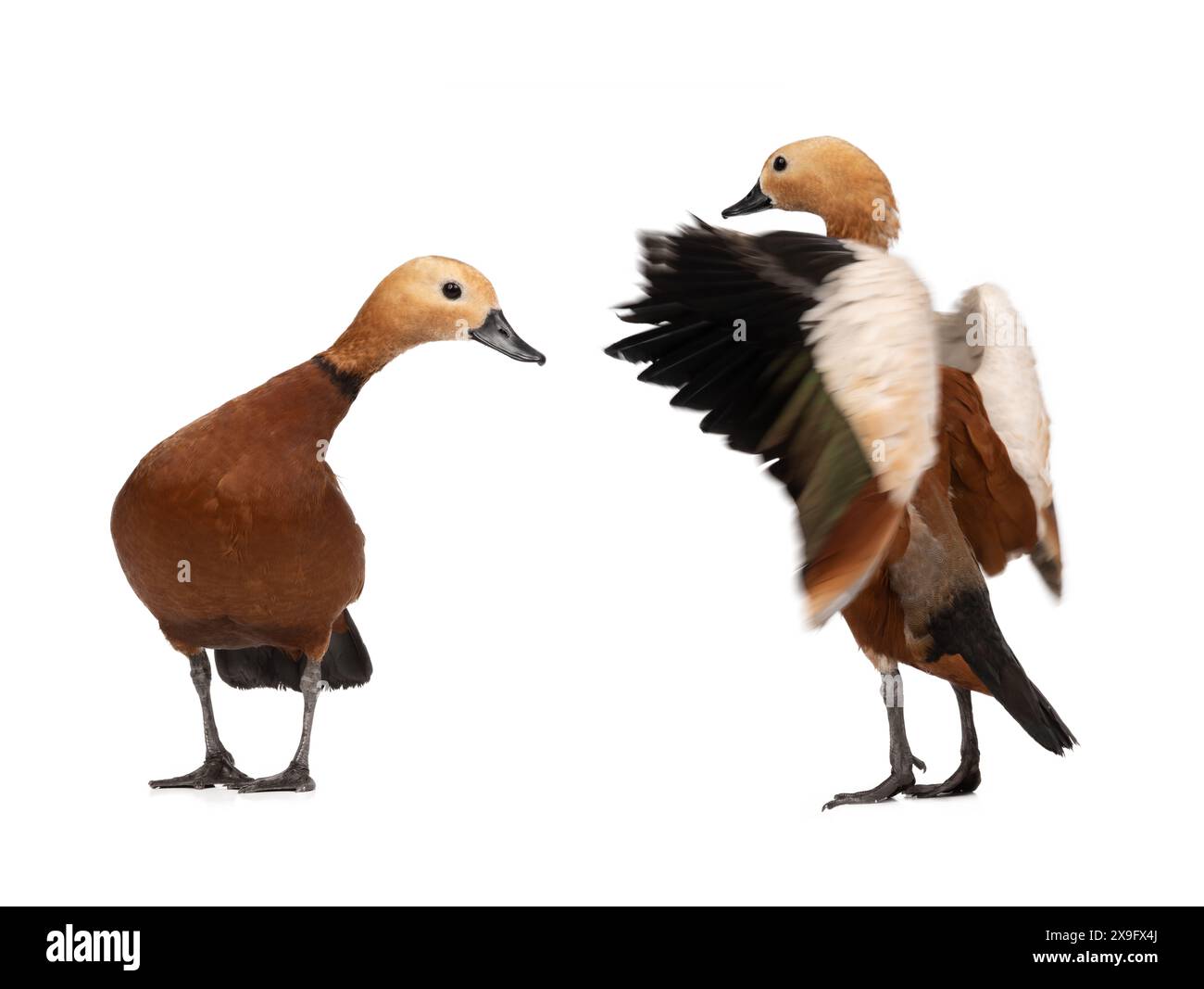 two Ruddy Shelduck (Tadorna ferruginea) isolated on white background ...