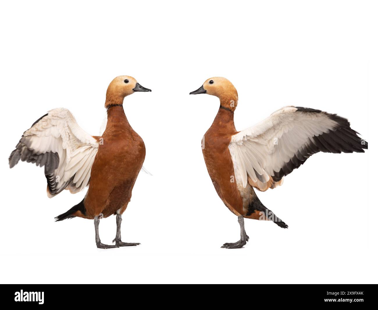 two Ruddy Shelduck (Tadorna ferruginea) with raised wings isolated on ...