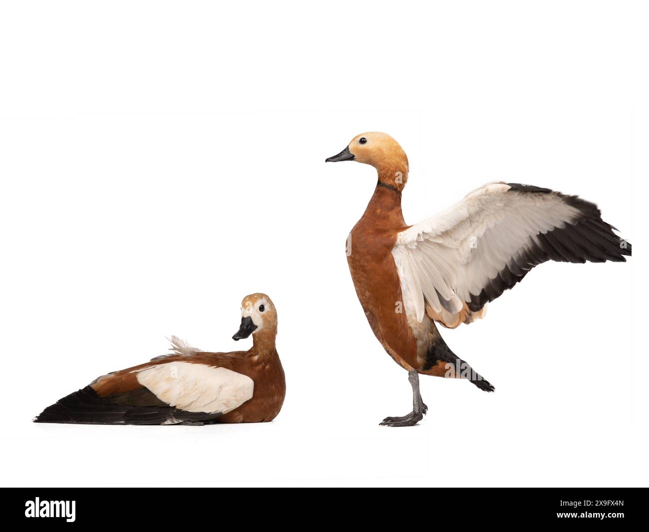 two Ruddy Shelduck (Tadorna ferruginea) with raised wings isolated on ...