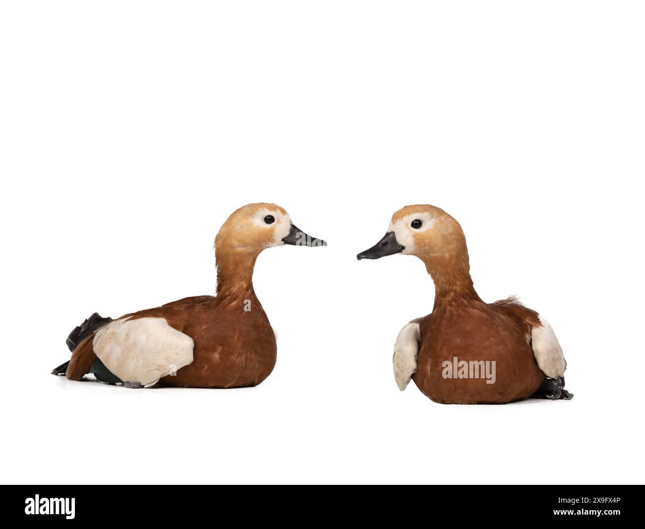 two Ruddy Shelduck (Tadorna ferruginea) isolated on white background ...
