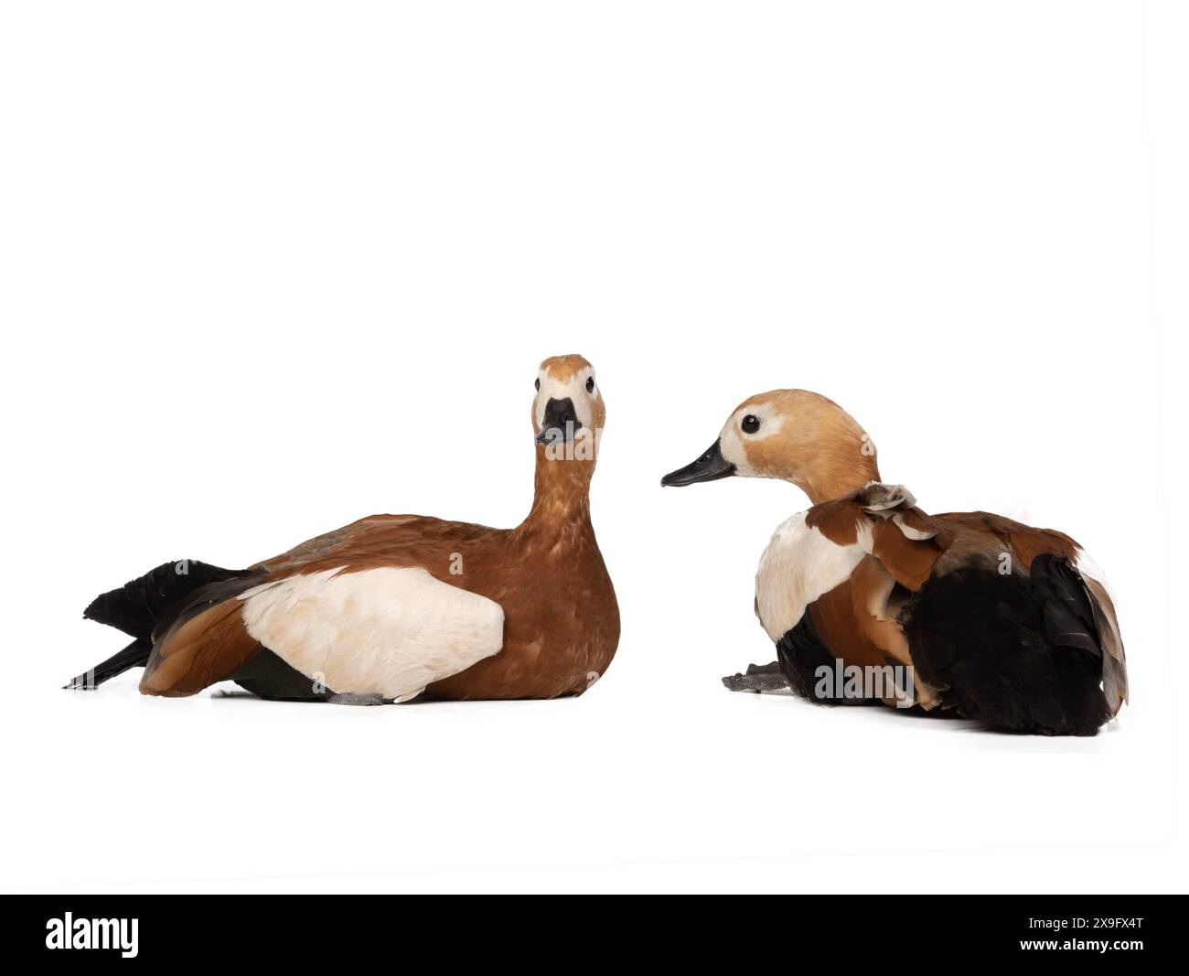 two Ruddy Shelduck (Tadorna ferruginea) isolated on white background ...