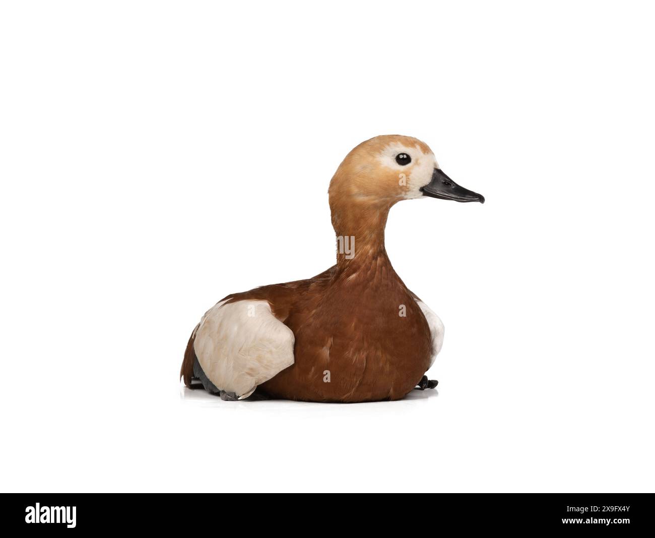 Ruddy duck species Cut Out Stock Images & Pictures - Alamy