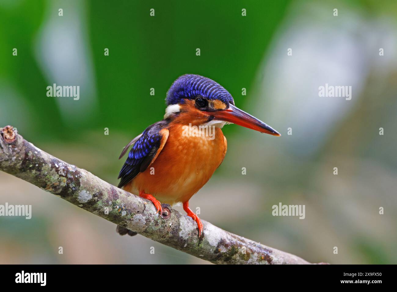 Blue-eared kingfisher (Alcedo meninting) perched on small branch Stock ...
