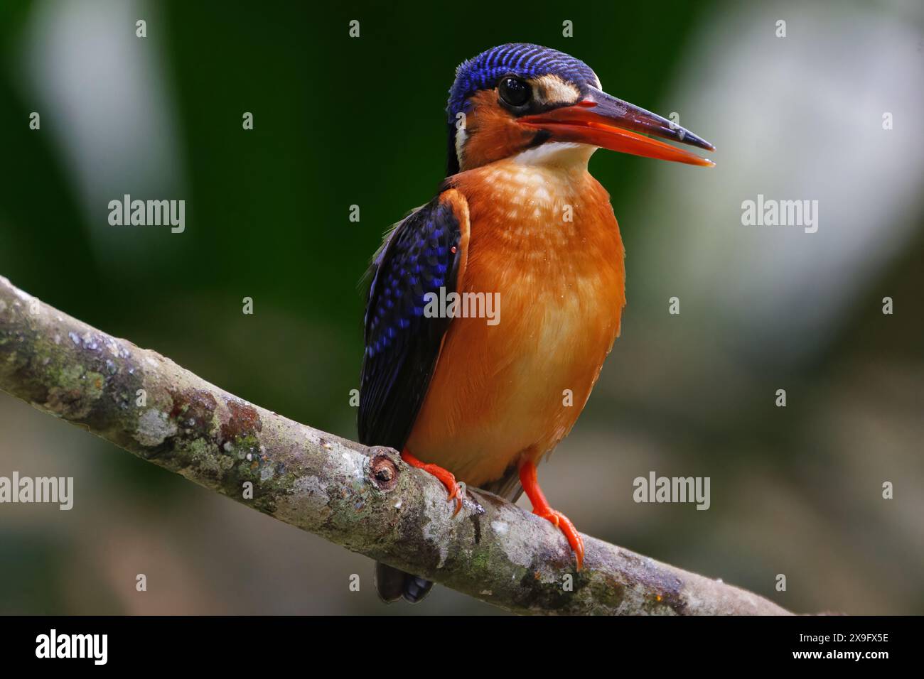 Blue-eared kingfisher (Alcedo meninting) perched on small branch Stock ...