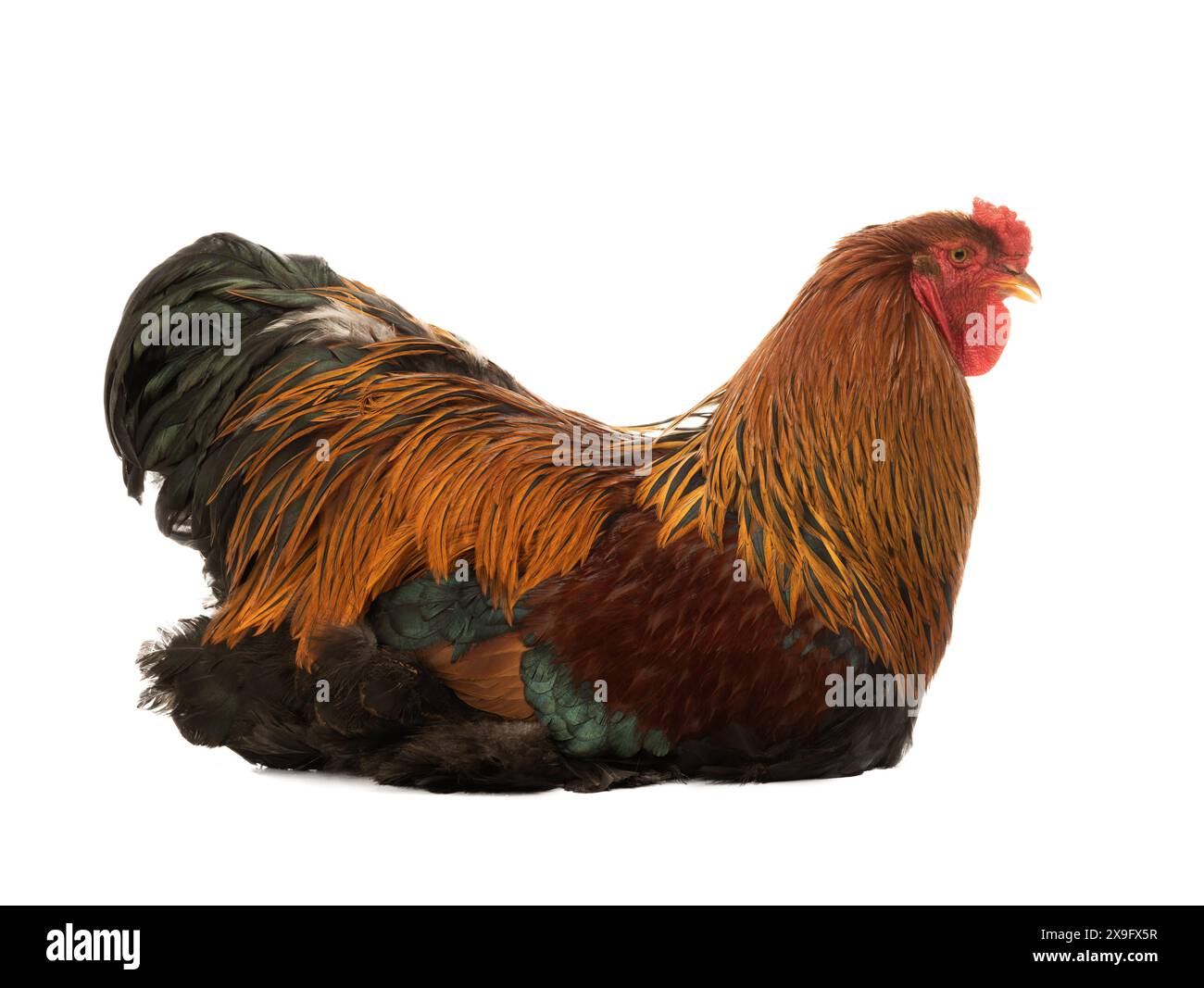 big rooster isolated on white background Stock Photo - Alamy