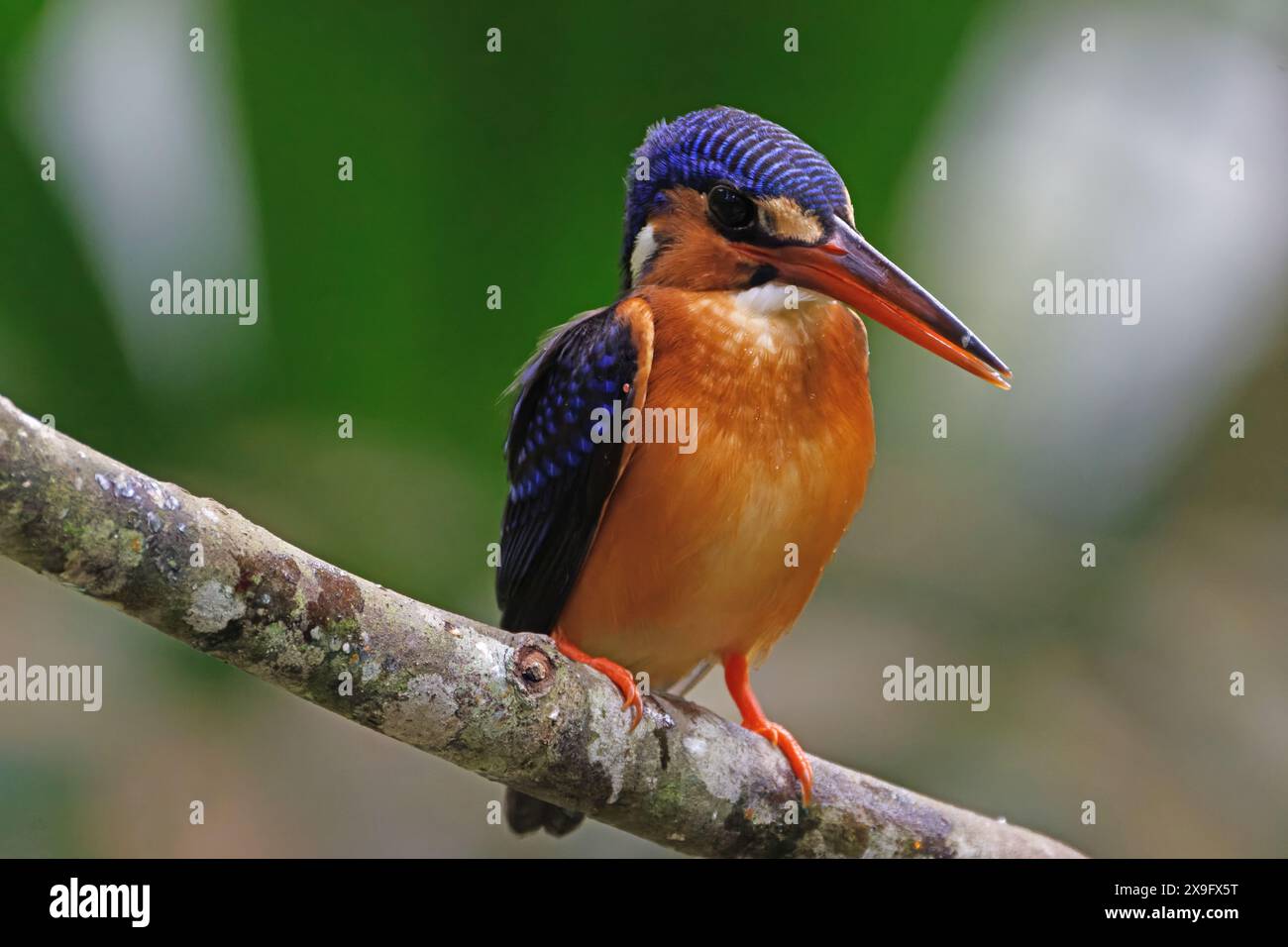 Blue-eared kingfisher (Alcedo meninting) perched on small branch Stock ...