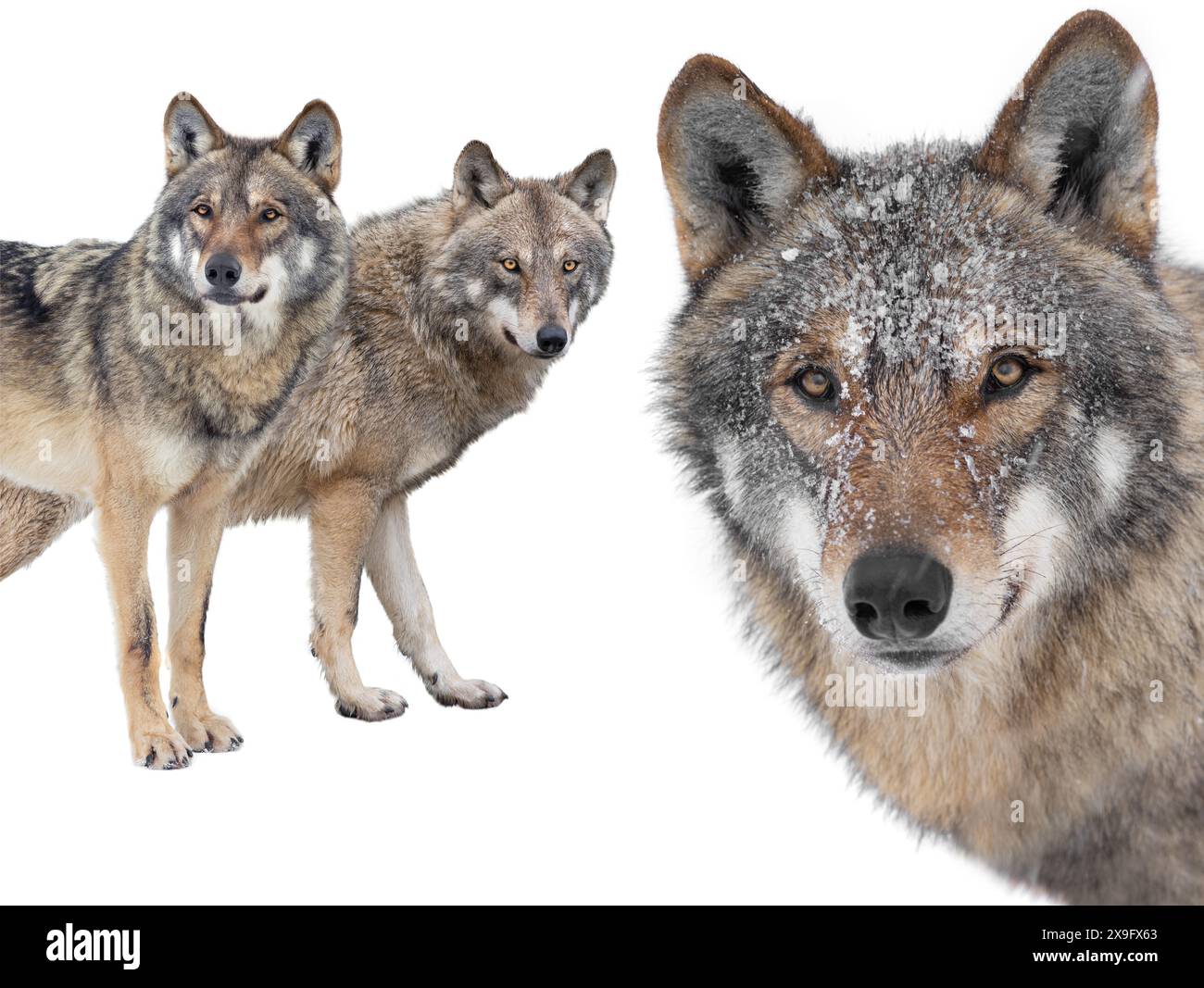 portrait of a wolf against the background of standing wolves Stock ...