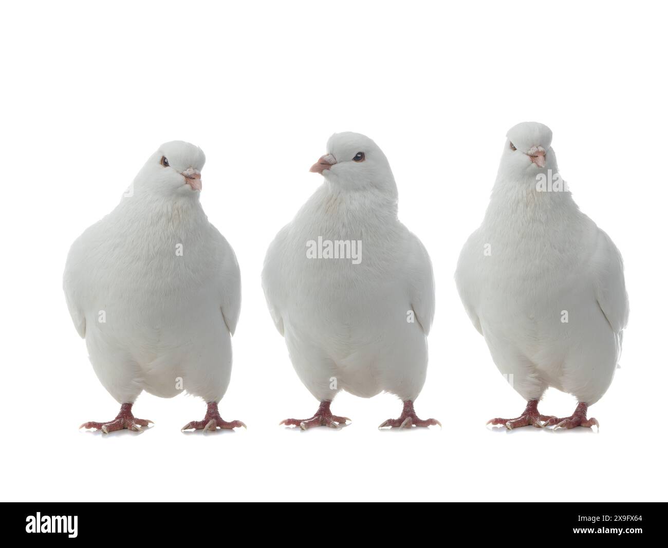Three white doves hi-res stock photography and images - Alamy