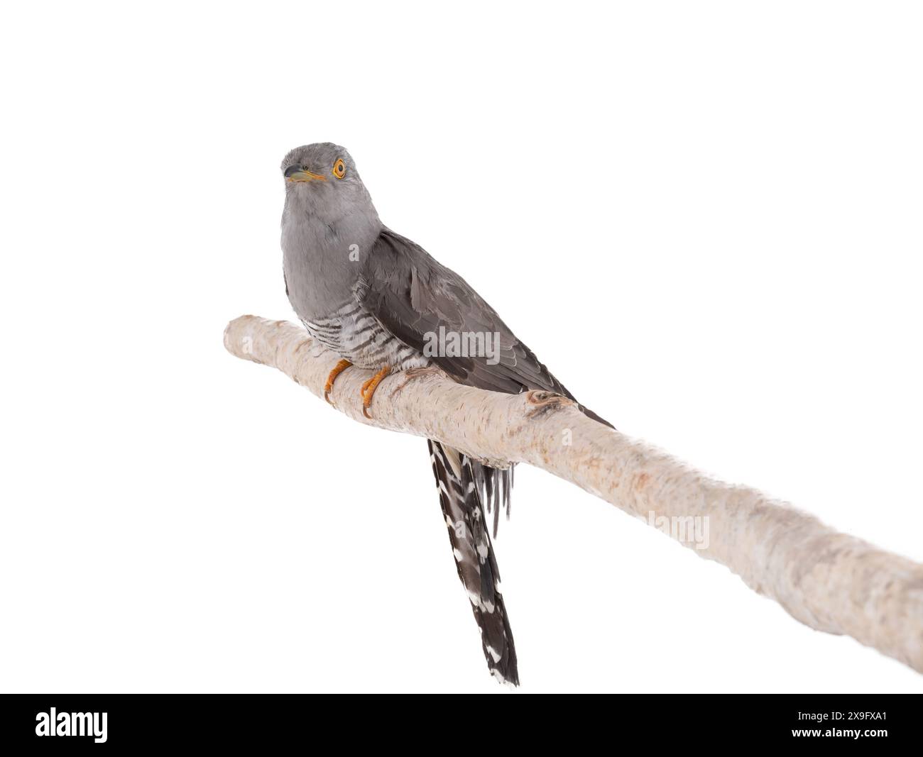 cuckoo isolated on white background. photography in studio Stock Photo ...