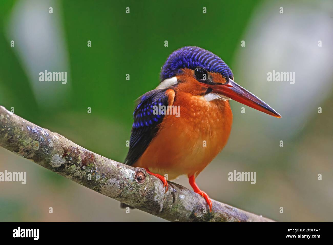 Blue-eared kingfisher (Alcedo meninting) perched on small branch Stock ...