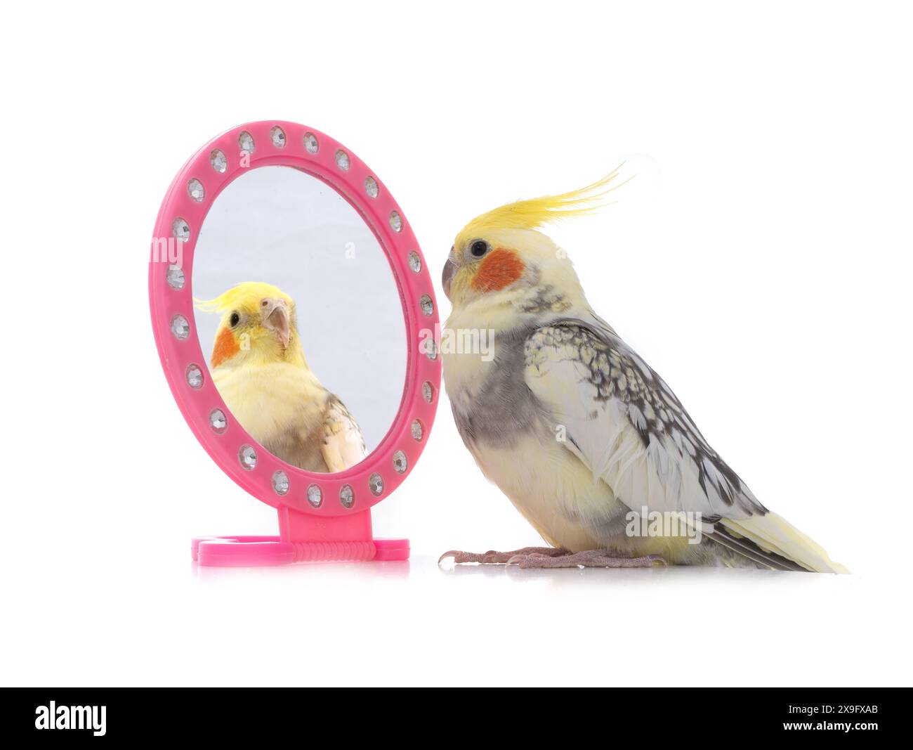 parrot looks in the mirror isolated on white background Stock Photo - Alamy