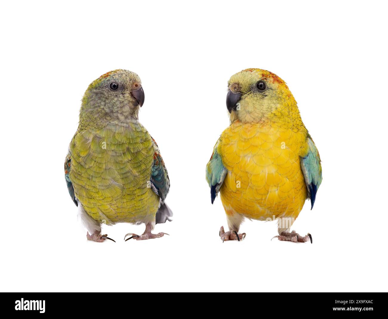 male and female parrot (haematonotus psephotus) isolated Stock Photo ...