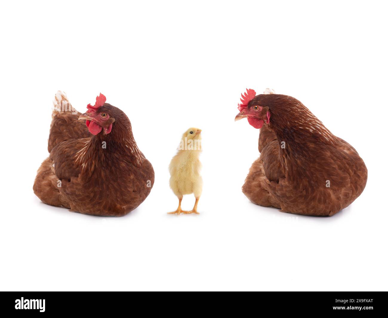 indignant chick near his mother looks at hen isolated on white ...