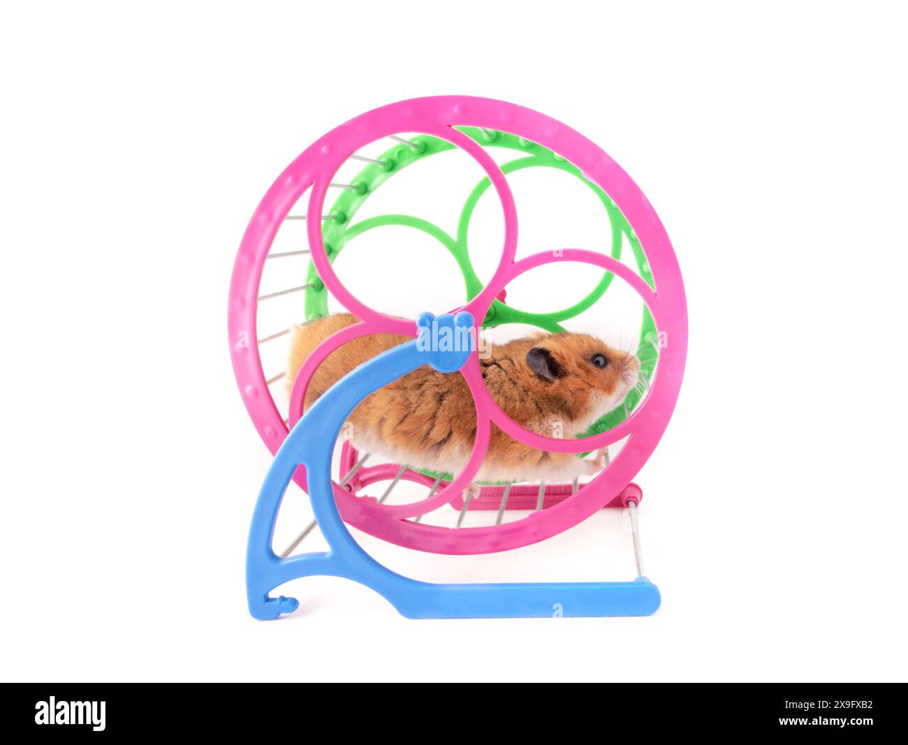 Syrian hamster runs in a running wheel isolated on white background ...