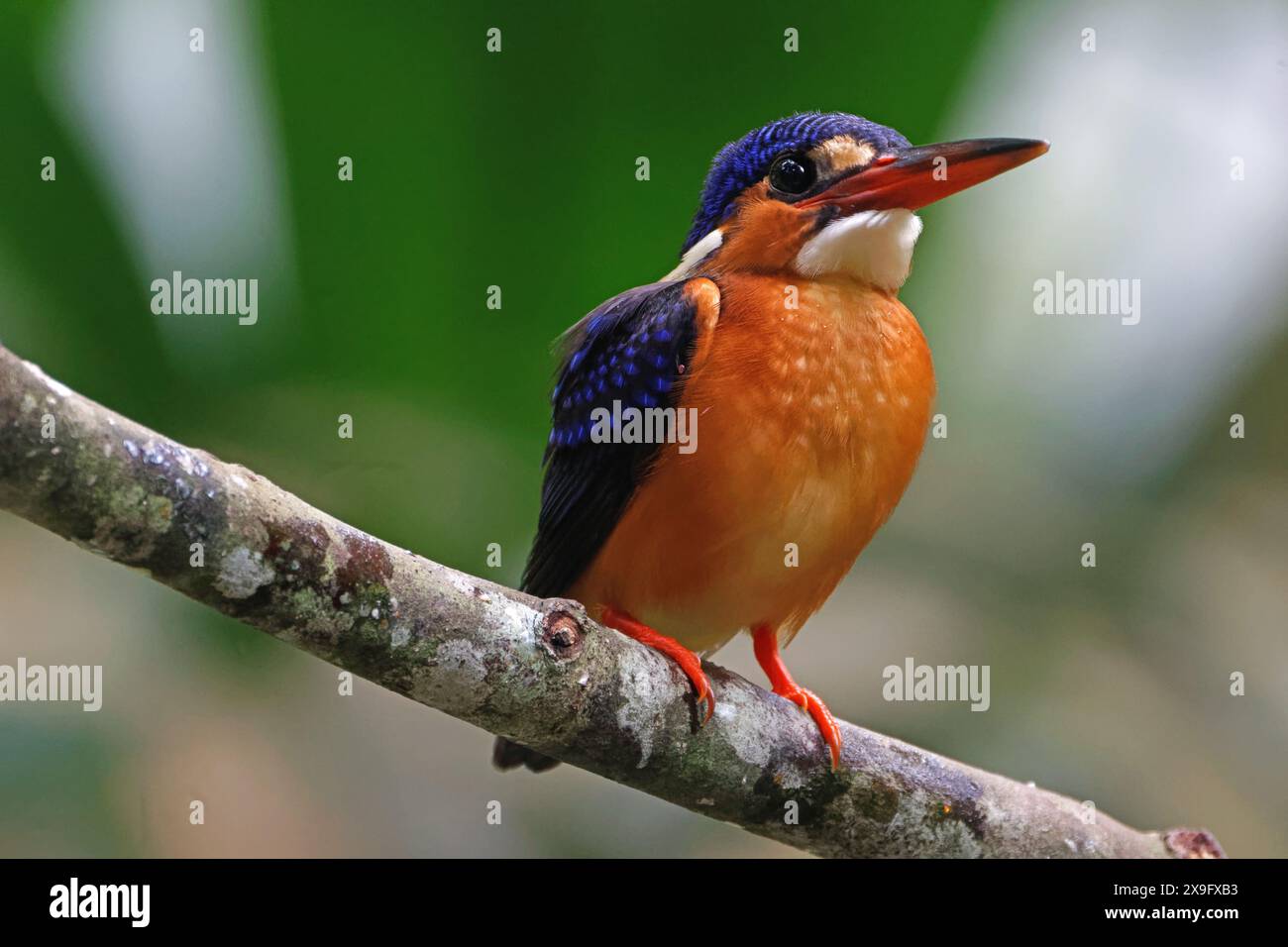 Blue-eared kingfisher (Alcedo meninting) perched on small branch Stock ...