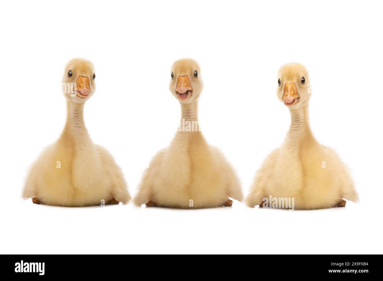 Funny domestic geese farm Cut Out Stock Images & Pictures - Alamy