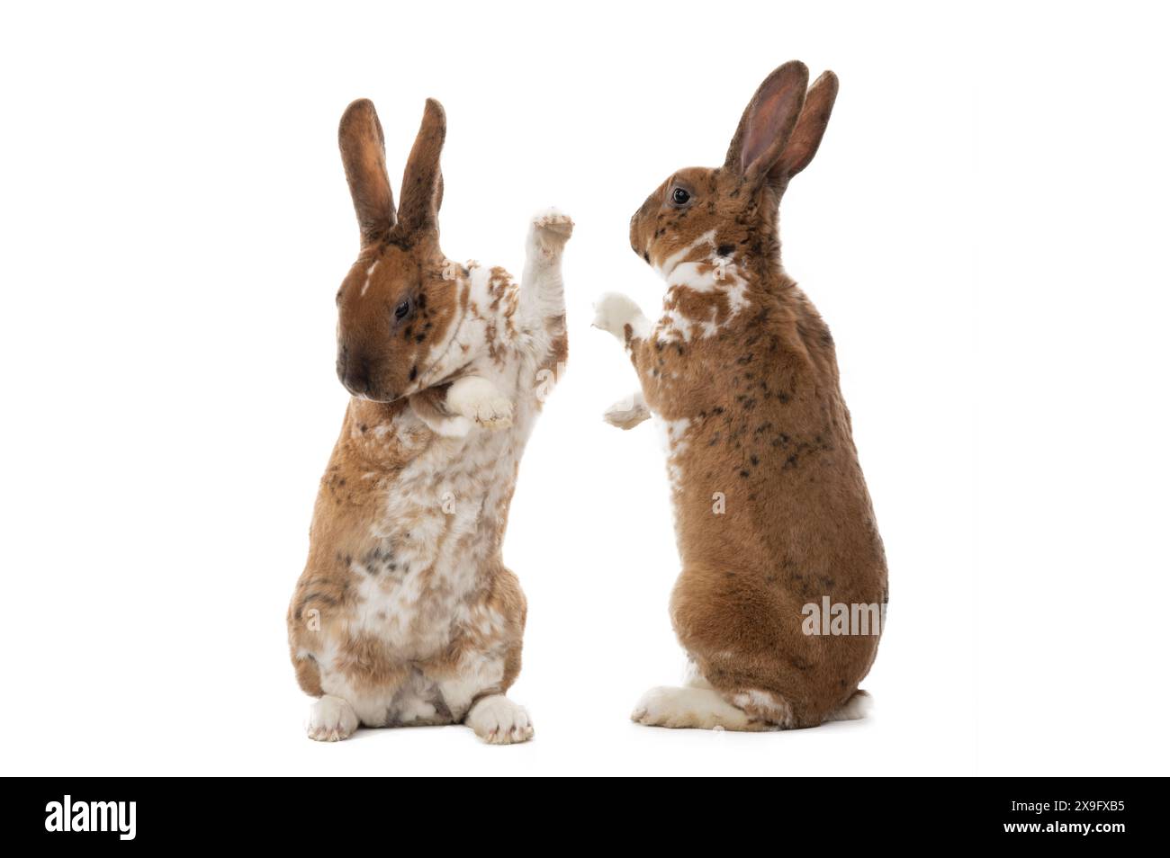 two rabbits doing paws handshake isolated on white background Stock ...