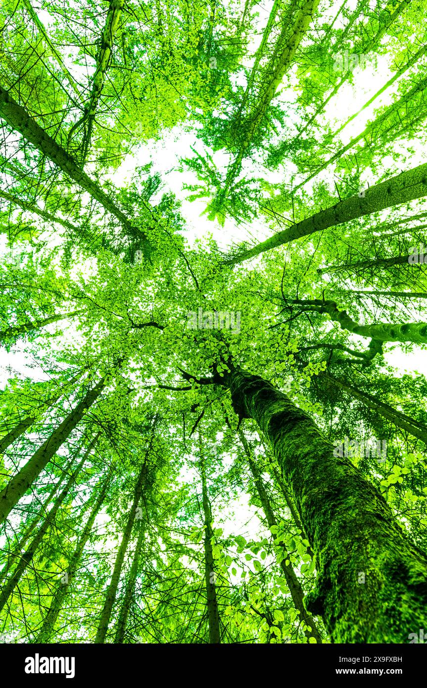 White background trees hi-res stock photography and images - Alamy