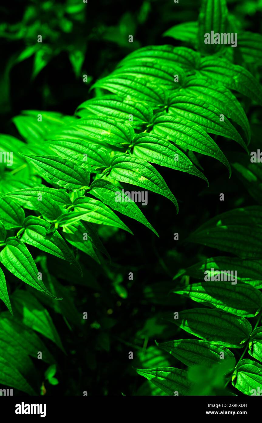 Textured leafy backdrop hi-res stock photography and images - Alamy